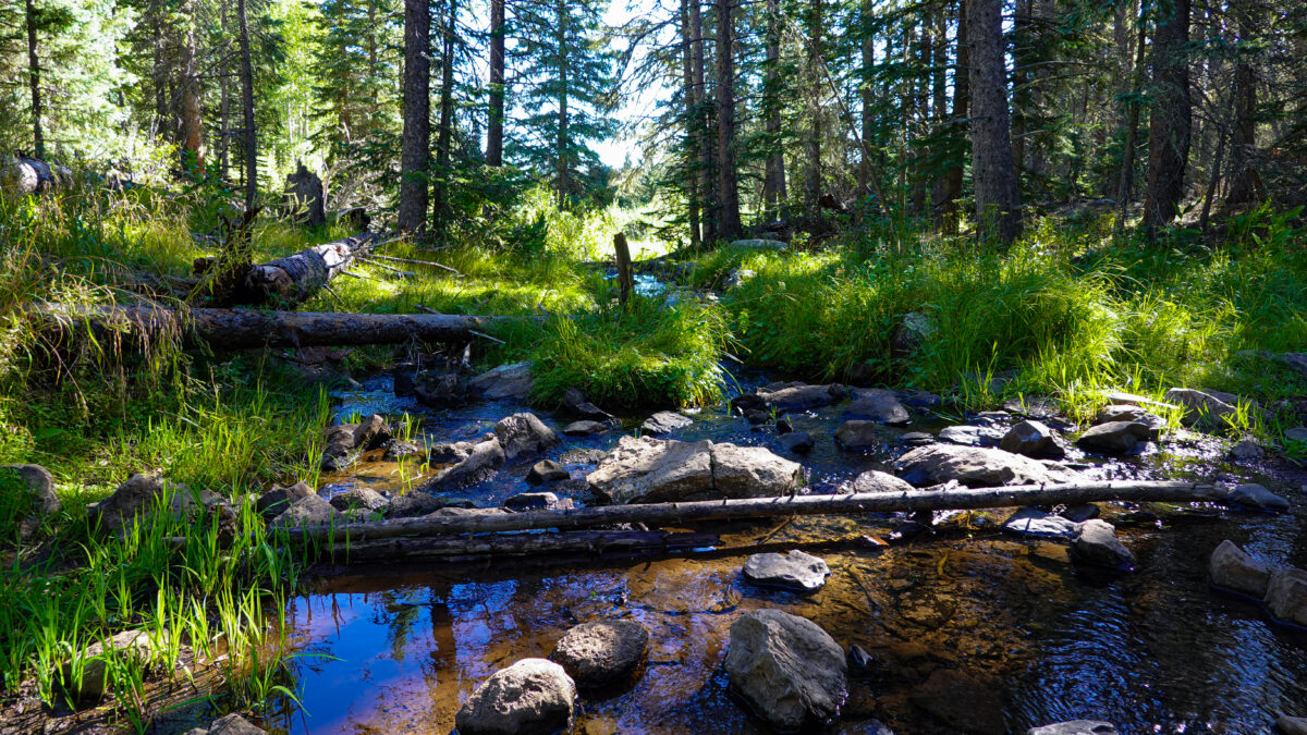 Hike Mount Baldy Trail in Arizona | Learn About Hiking Mount Baldy